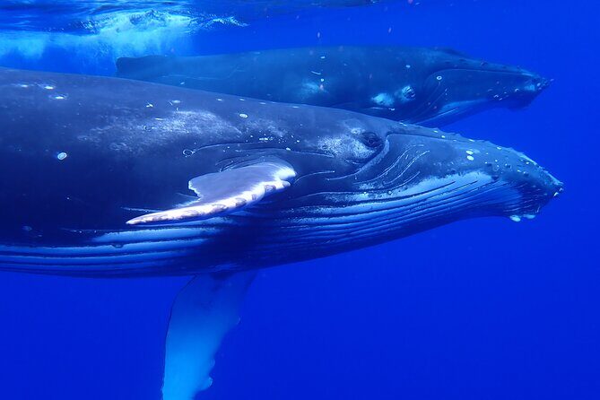 Whale watching 6 people half day - Deep Dive Into the Itinerary