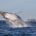 Whale Watching Adventure Cruise - Authentic Feedback from Travelers