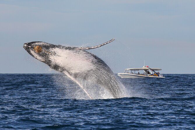 Whale Watching Adventure Cruise - Authentic Feedback from Travelers