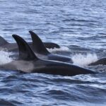 Whale Watching Adventure from Vancouver BC - The Itinerary in Detail