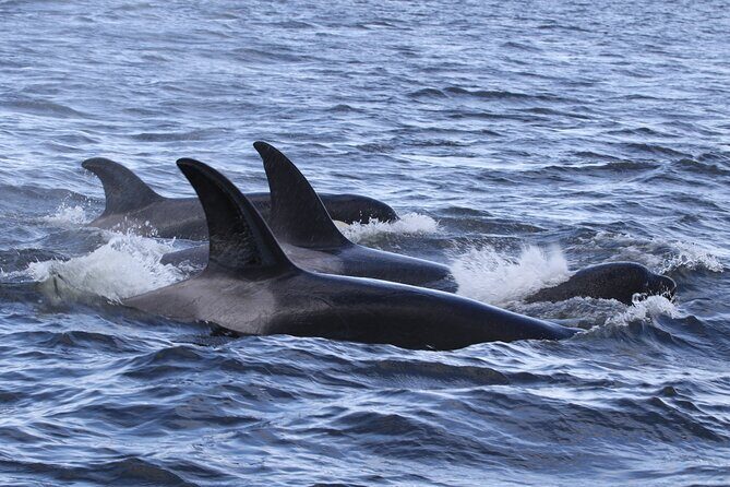 Whale Watching Adventure from Vancouver BC - The Itinerary in Detail