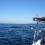 Whale Watching Adventure - leaded by marine biologist. - In-Depth Tour Breakdown