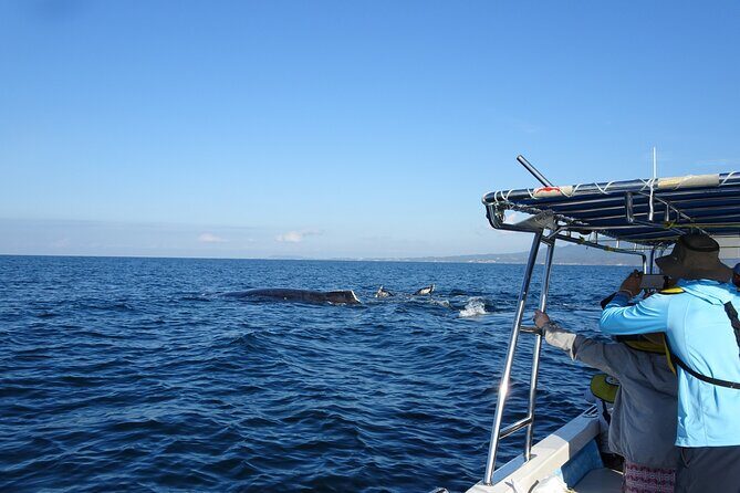 Whale Watching Adventure - leaded by marine biologist. - In-Depth Tour Breakdown