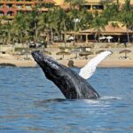 Whale Watching Amazing Adventure - How the Tour Is Structured and What You Can Expect