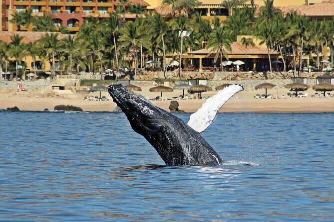 Whale Watching Amazing Adventure - How the Tour Is Structured and What You Can Expect