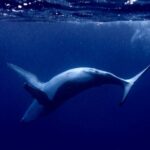 Whale watching and snorkelling in Moorea - Why the Guides Make a Difference