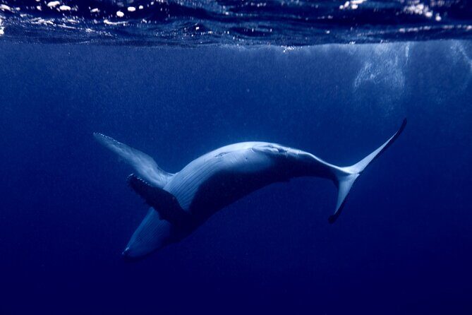 Whale watching and snorkelling in Moorea - Why the Guides Make a Difference