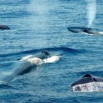 Whale Watching Boat Tour from Ahungalla - The Sum Up