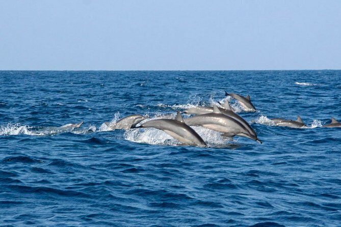 Whale Watching Boat Tour from Koggala - Authenticity and Value: What Reviewers Say