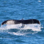 Whale Watching Boat tour in Trincomalee - What Does the Price Get You?
