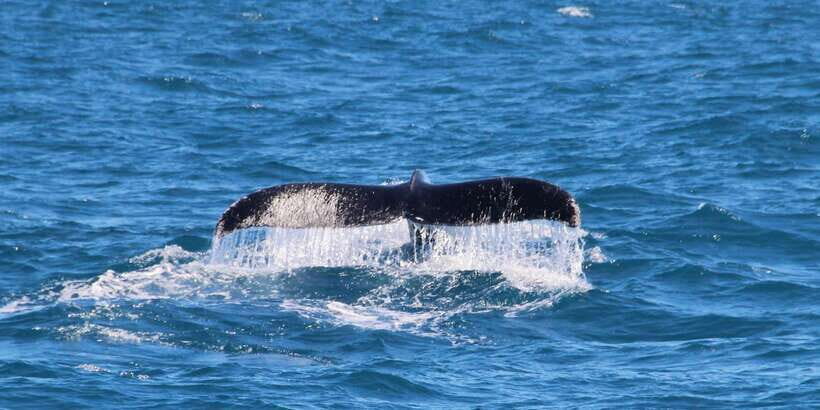 Whale Watching Boat tour in Trincomalee - What Does the Price Get You?
