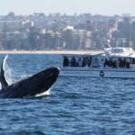 Whale Watching Boat Trip in Sydney - The Itinerary: From City to Sea