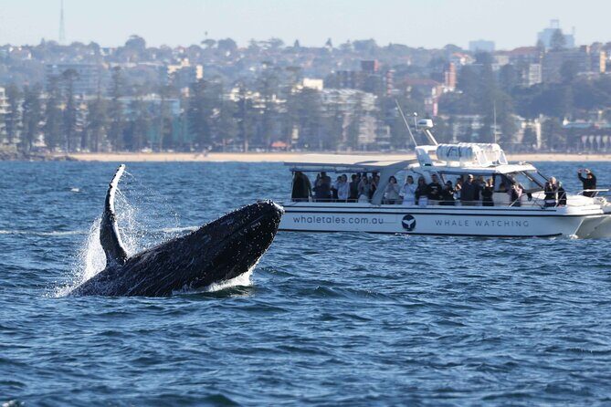 Whale Watching Boat Trip in Sydney - The Itinerary: From City to Sea
