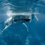 Whale Watching Bora Bora - Snorkeling and Close Encounters