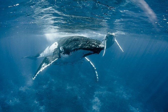 Whale Watching Bora Bora - Snorkeling and Close Encounters