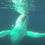 Whale Watching Cruise from Busselton, Augusta or Dunsborough - Why the Experience Shines