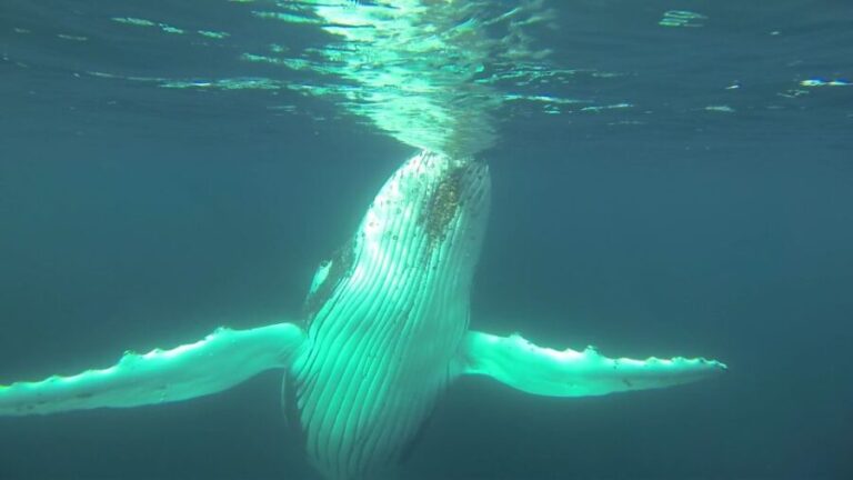 Whale Watching Cruise from Busselton, Augusta or Dunsborough - Why the Experience Shines