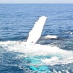 Whale Watching Cruise from Mooloolaba - Itinerary Breakdown