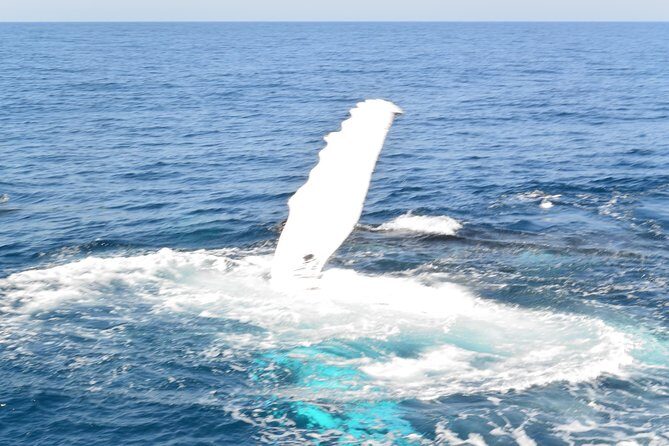 Whale Watching Cruise from Mooloolaba - Itinerary Breakdown