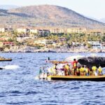 Whale Watching Cruise in Cabos San Lucas and Ground Transportation - FAQ