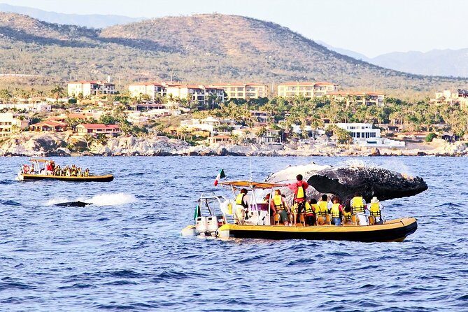 Whale Watching Cruise in Cabos San Lucas and Ground Transportation - FAQ