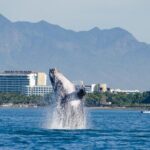 Whale Watching Cruise In Puerto Vallarta & Nuevo Vallarta - What Makes This Tour Special?