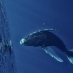 Whale watching DE Humpback West Coast of Tahiti - The Experience: From Sightings to Swims