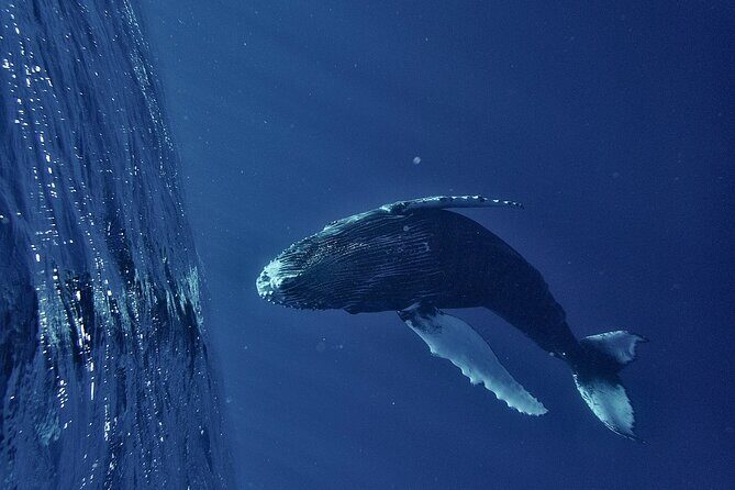 Whale watching DE Humpback West Coast of Tahiti - The Experience: From Sightings to Swims