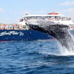 Whale Watching Dinner Cruise in Cabo San Lucas - The Experience: Details That Matter
