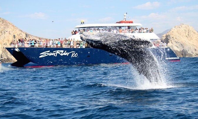 Whale Watching Dinner Cruise in Cabo San Lucas - The Experience: Details That Matter