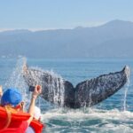 Whale Watching Experience - An In-Depth Look at the Itinerary and Experience