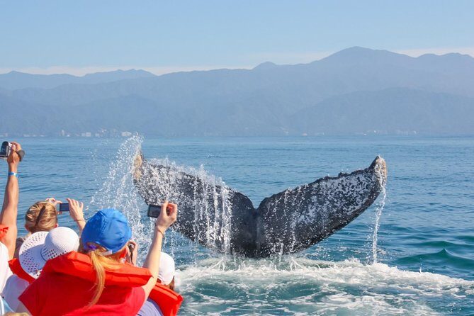 Whale Watching Experience - An In-Depth Look at the Itinerary and Experience