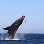 Whale Watching Experience in Cabo San Lucas - The Itinerary: What to Expect and Why It Matters