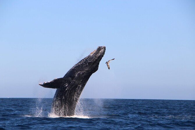 Whale Watching Experience in Cabo San Lucas - The Itinerary: What to Expect and Why It Matters