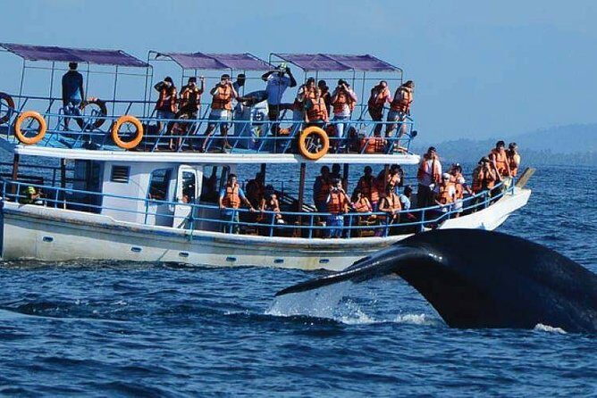Whale Watching Experience in Mirissa - Authentic Experiences and Traveler Feedback