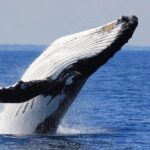 Whale Watching From Colombo - The Experience in Context