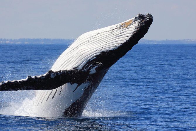 Whale Watching From Colombo - The Experience in Context