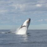 Whale Watching Gold Coast - The Itinerary and What to Expect