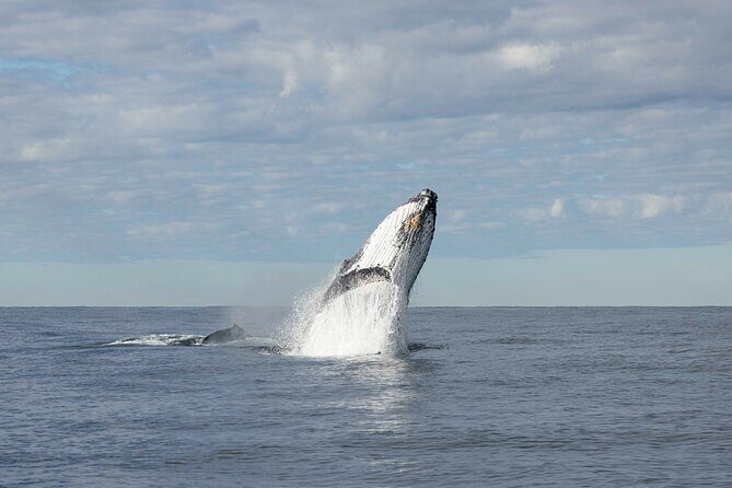Whale Watching Gold Coast - The Itinerary and What to Expect
