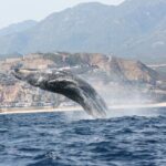 Whale Watching Group Tour in San Jose del Cabo - Reviews & Authentic Experiences