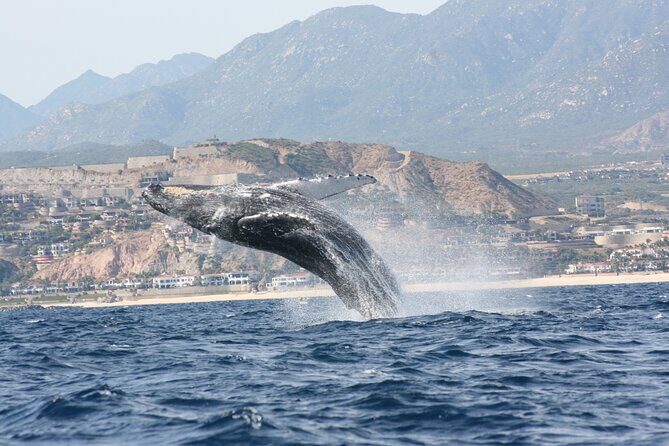 Whale Watching Group Tour in San Jose del Cabo - Reviews & Authentic Experiences