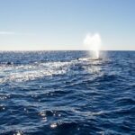 Whale Watching in Cabo San Lucas on board our Luxury Trimaran! - Practical Details