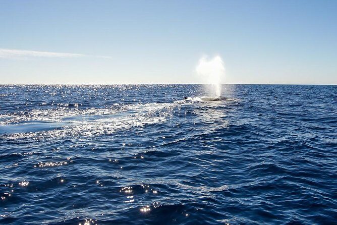 Whale Watching in Cabo San Lucas on board our Luxury Trimaran! - Practical Details