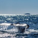 Whale Watching in Coffs Harbour - The Itinerary: What to Expect on Your Trip