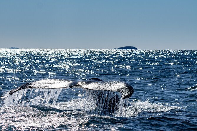 Whale Watching in Coffs Harbour - The Itinerary: What to Expect on Your Trip