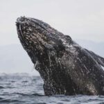 Whale Watching in La Paz  Gray Whale Encounter - The Scenic Pass by Magdalena Bay