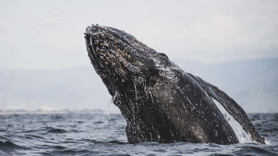 Whale Watching in La Paz  Gray Whale Encounter - The Scenic Pass by Magdalena Bay