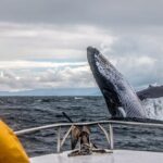 Whale watching in Mirissa from Colombo - Practicalities and Logistics