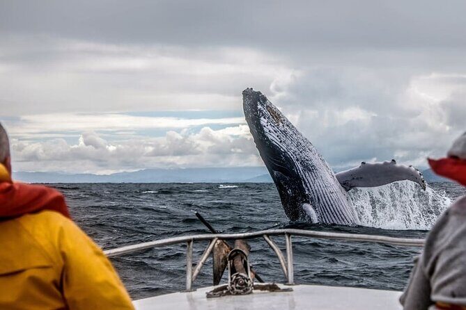 Whale watching in Mirissa from Colombo - Practicalities and Logistics