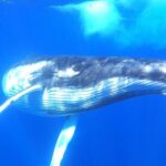 Whale watching in Moorea - The Reviews Speak Volumes
